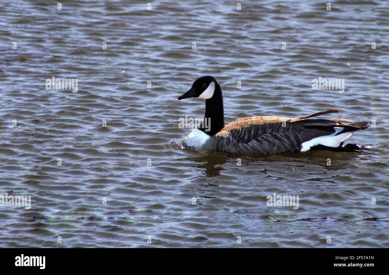 Closeup shot of a Canada goose swimming in the lake Stock Photo - Alamy