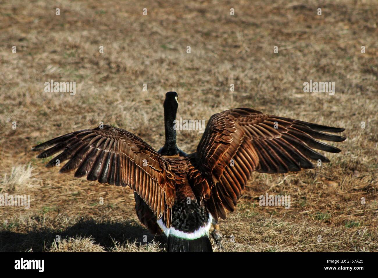 Closeup shot of a Canada goose on the ground with its wings spread ...
