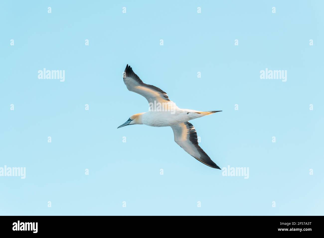 Flying gannet hi-res stock photography and images - Alamy