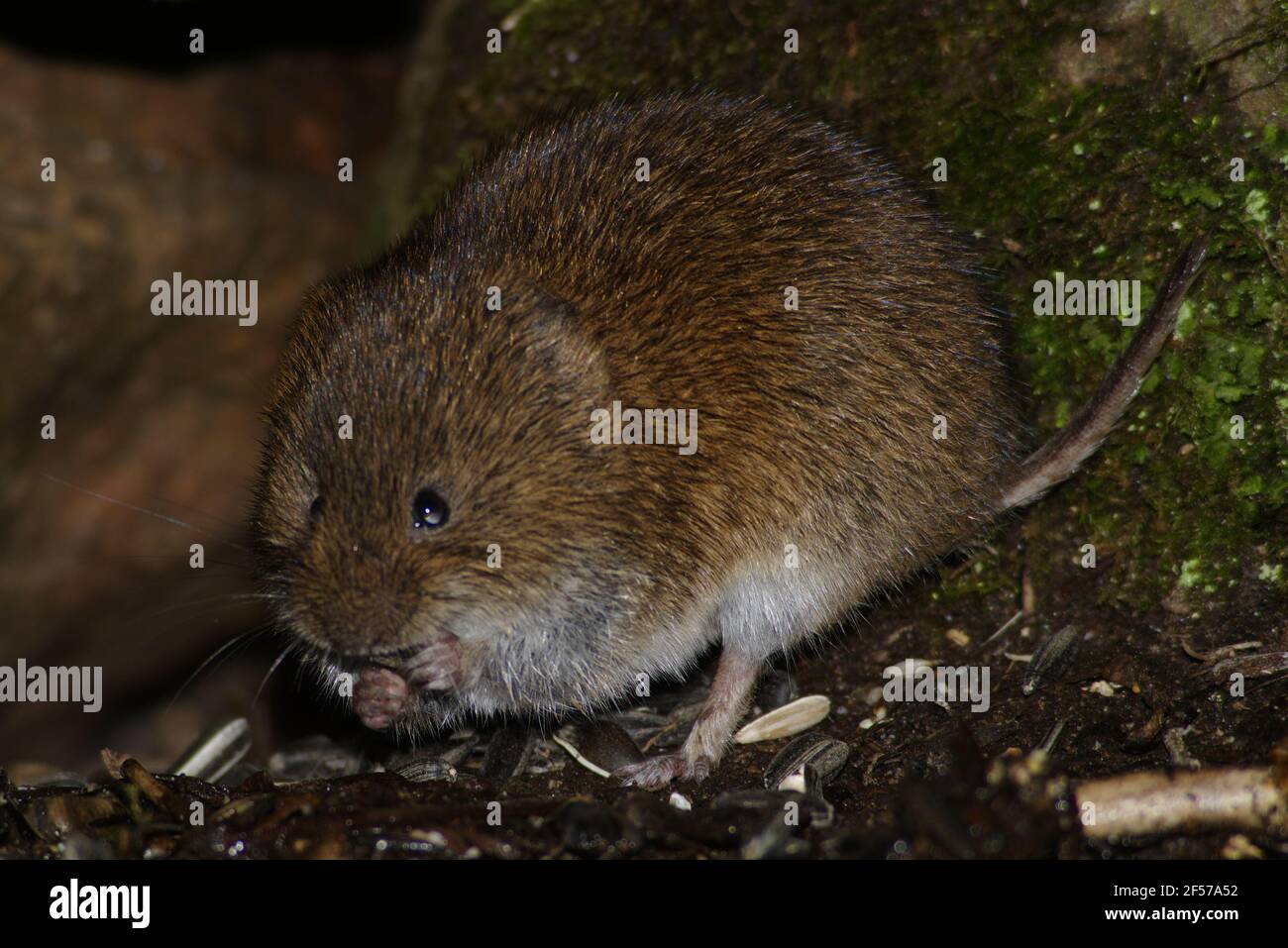 Field Vole in Norway Stock Photo - Alamy