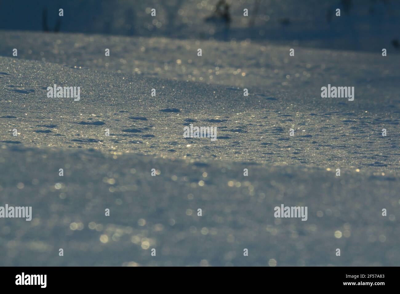 Silver-blue sparkling snow cover close-up in a winter evening. Natural ...
