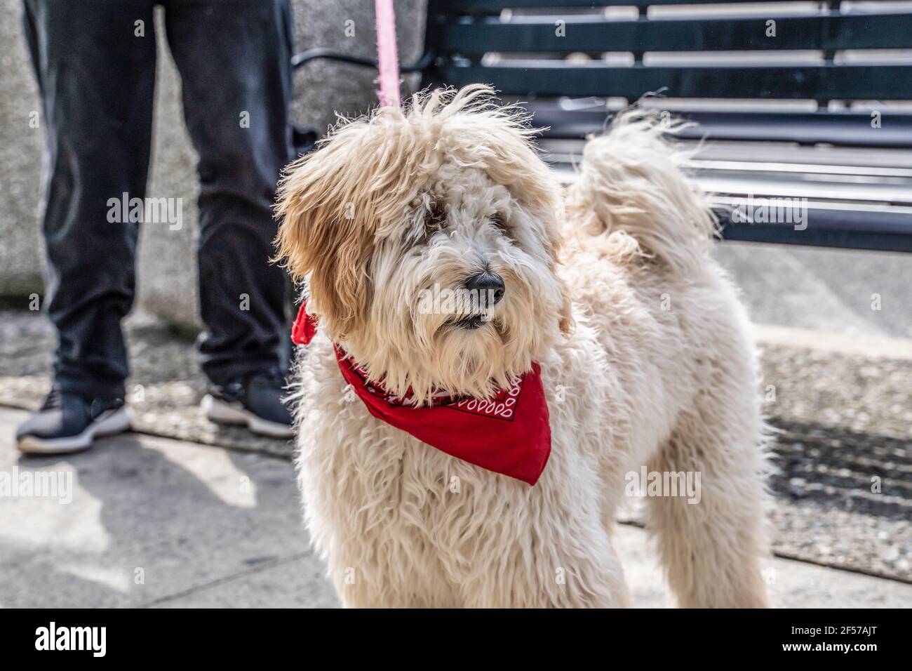 Labradoodle Ladra Mucho