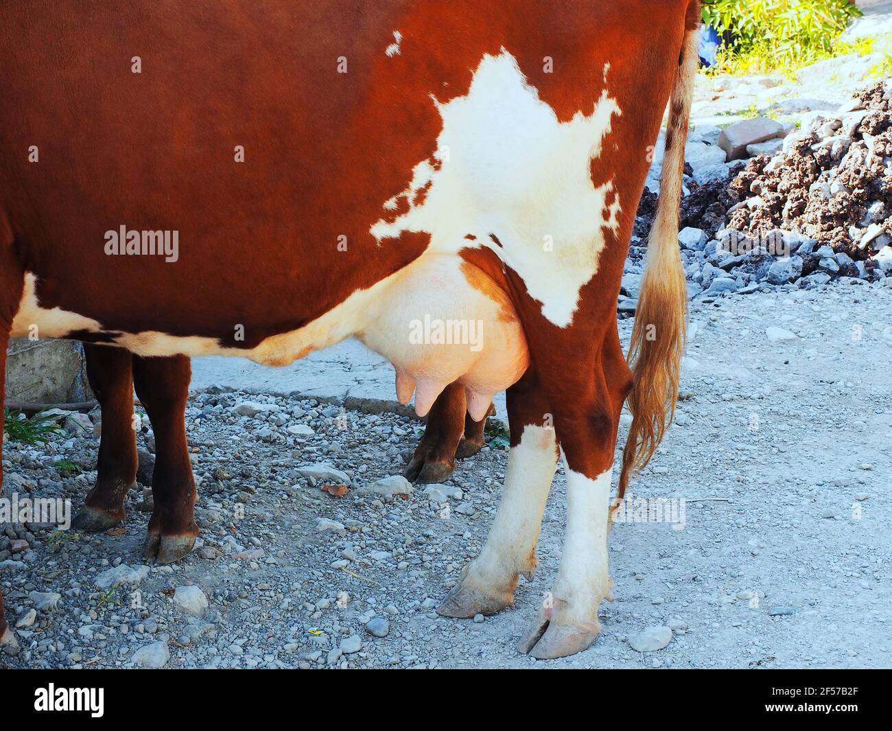 View of the lower part of cow with udder hoods and tail. Closeup photo ...