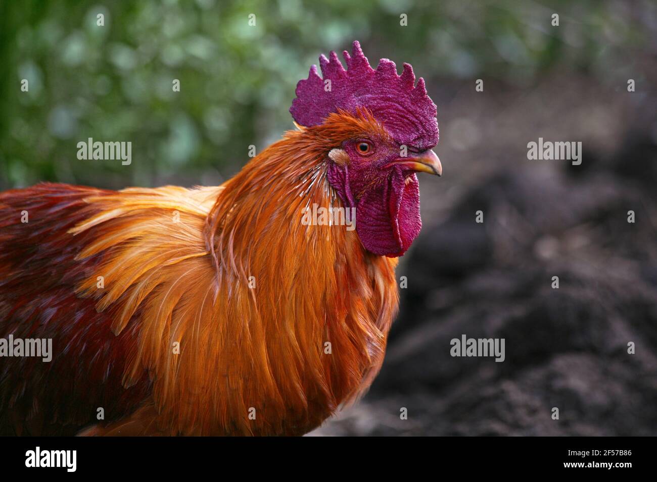 Close-up rooster portrait. Portrait of a rooster in a rural yard ...