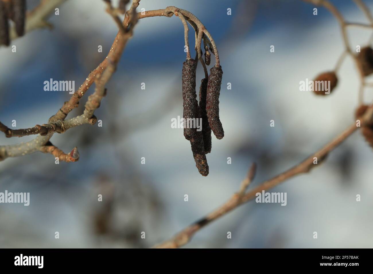 Red alder tree hi-res stock photography and images - Alamy