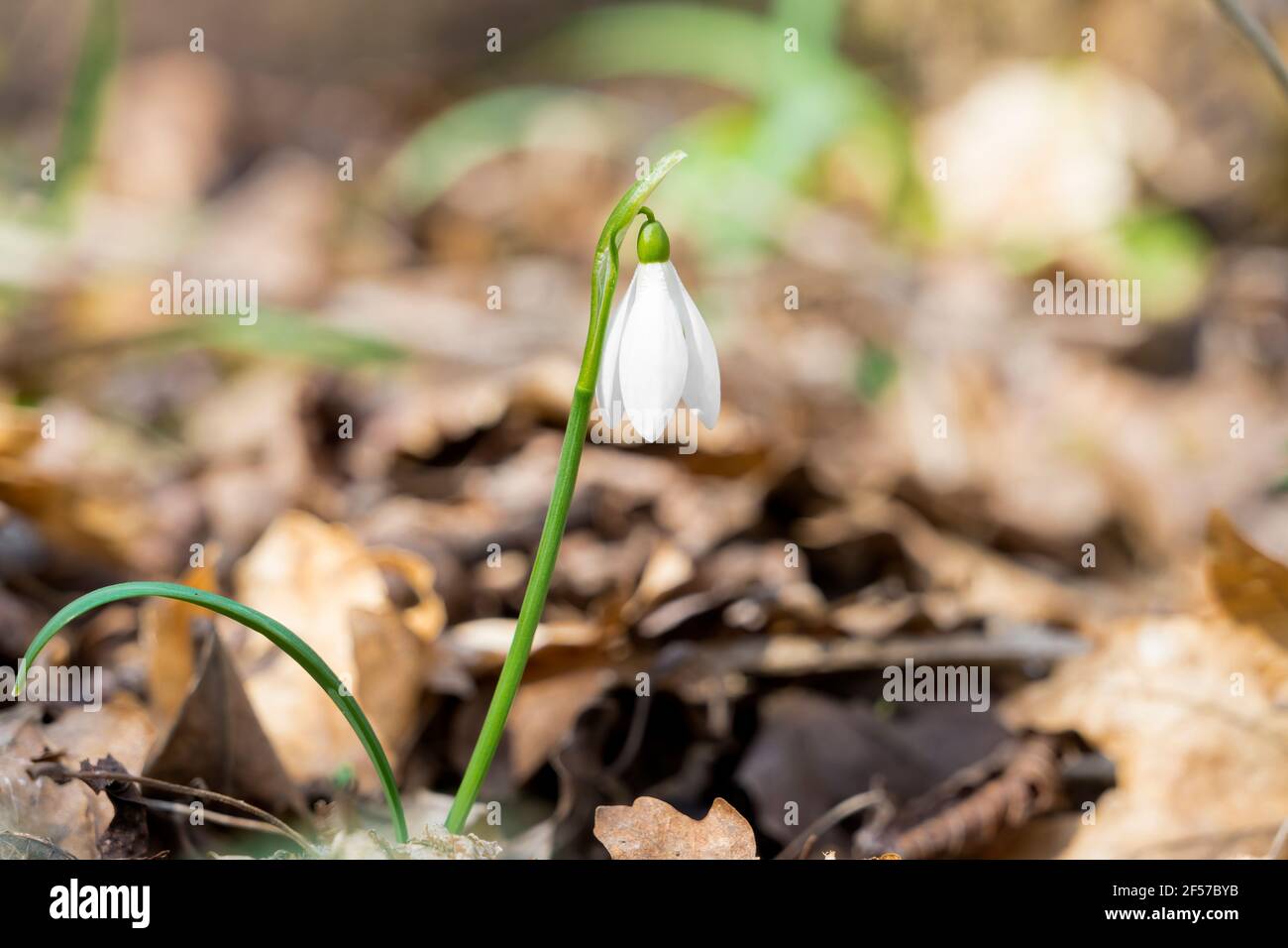 Glade snowdrops in spring sunny hi-res stock photography and images - Alamy