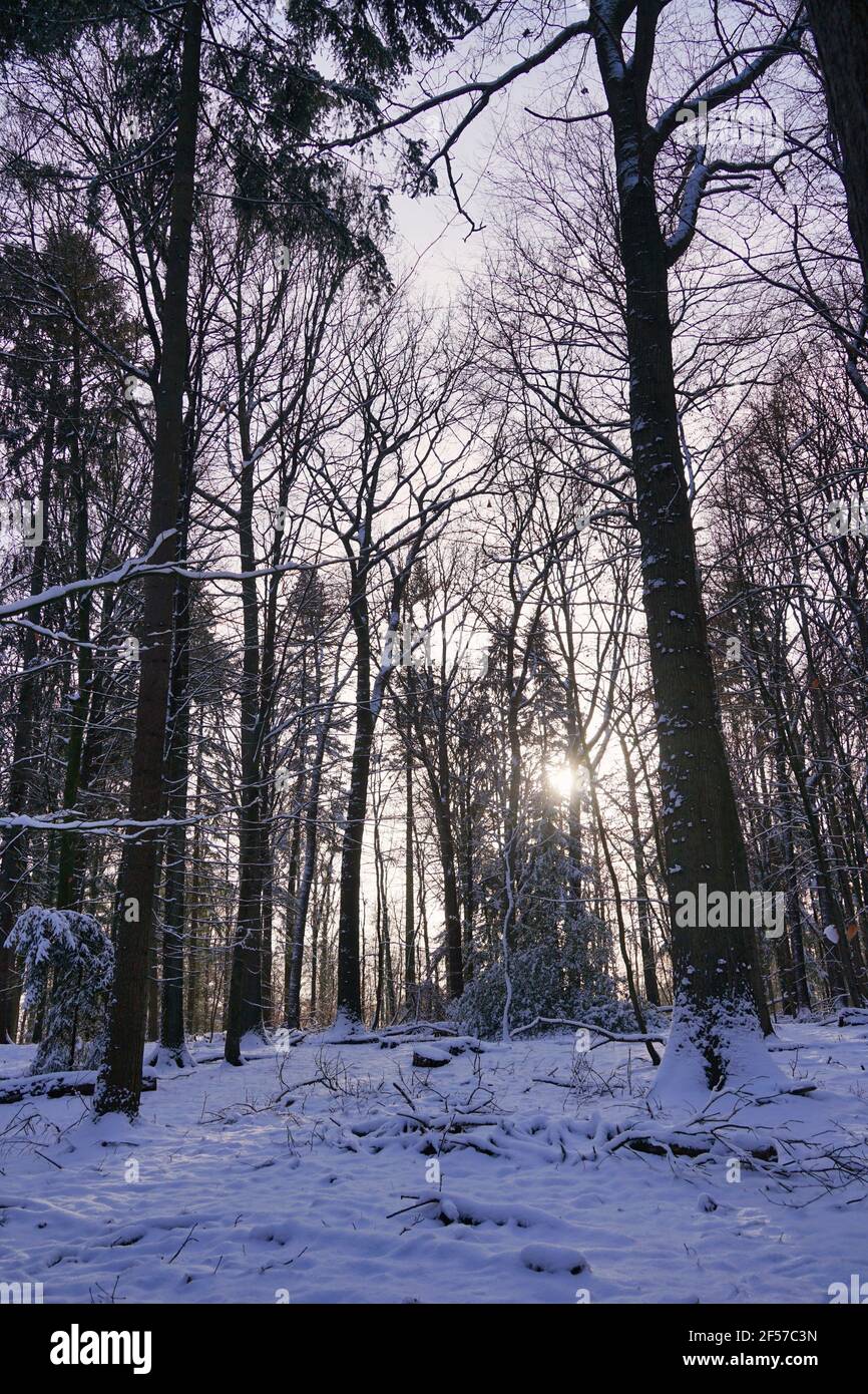 sun through winter trees in local forest - suburb of Hamburg - portrait ...