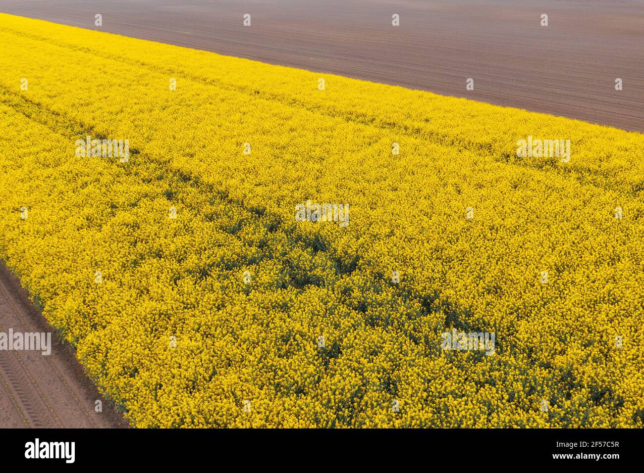 Aerial view of blooming rapeseed field, canola flowers from above Stock Photo - Alamy