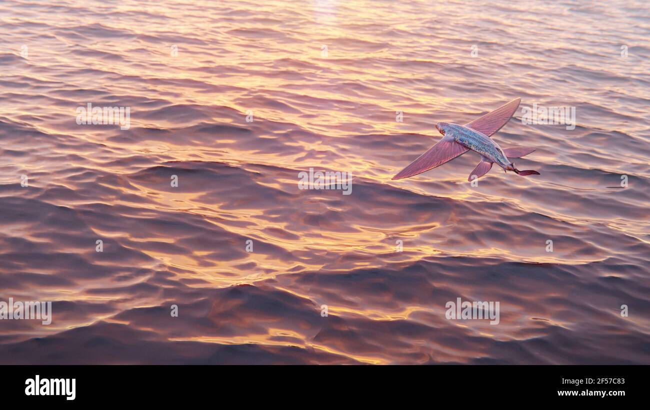 flying fish during sunset Stock Photo - Alamy