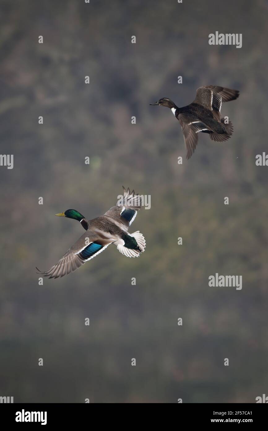 two different Mallards flying together Stock Photo - Alamy