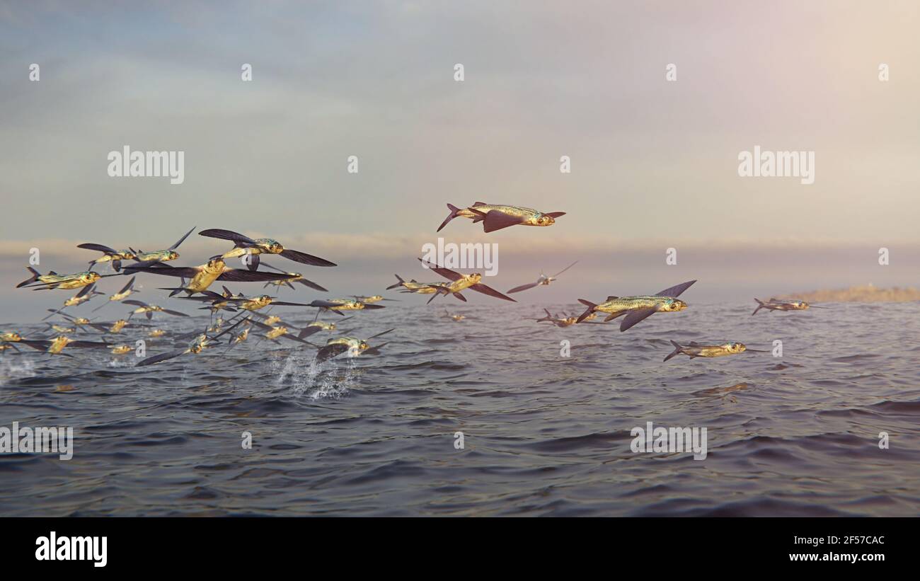 Flyingfish hi-res stock photography and images - Alamy