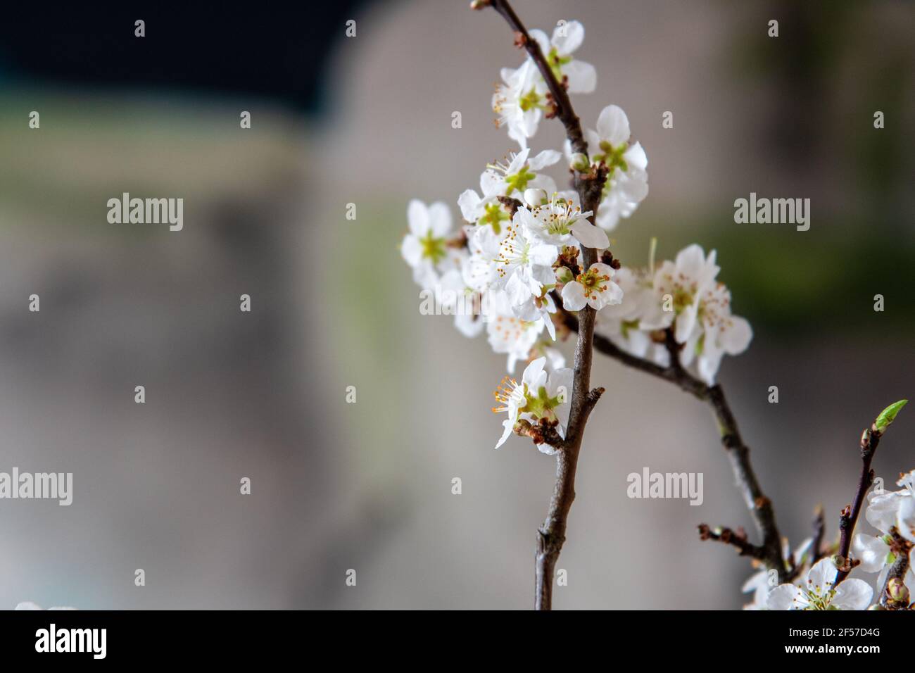 Whitethorn hi-res stock photography and images - Alamy