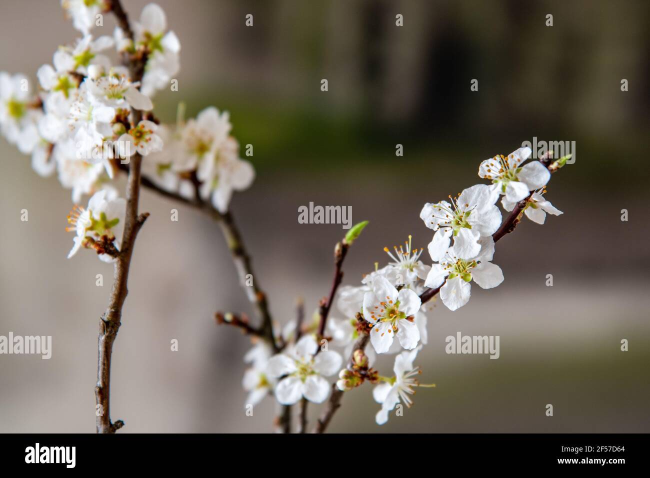 Whitethorn hi-res stock photography and images - Alamy