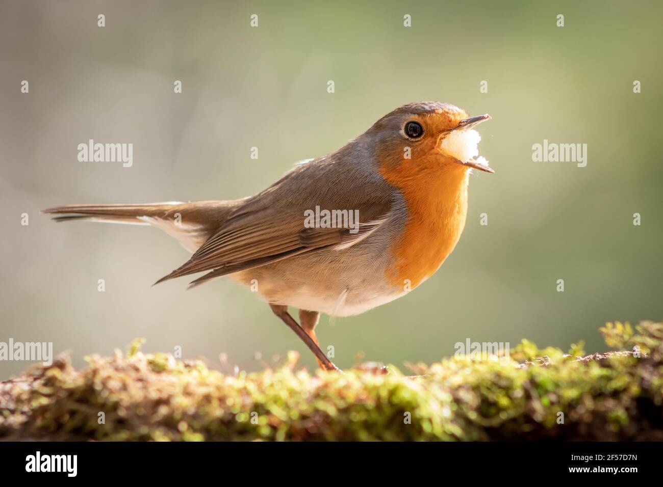 A robin eats perched on moss in the sunshine Stock Photo - Alamy