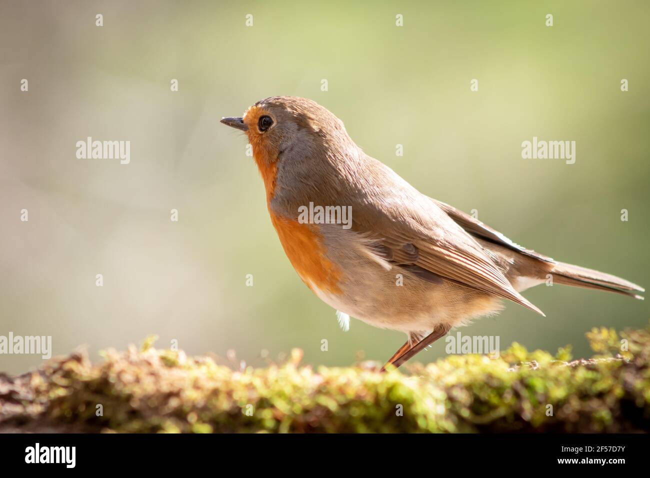 Robin Redbreast Wallpaper High Resolution Stock Photography and Images ...