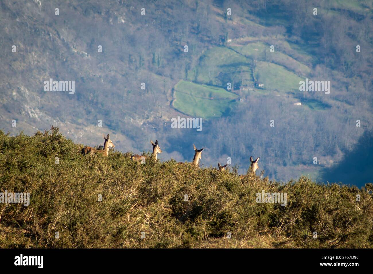 Five female hi-res stock photography and images - Alamy