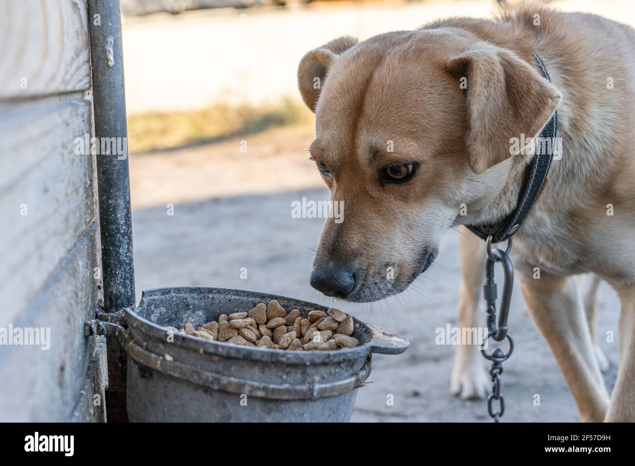 Sniffing for food hi-res stock photography and images - Alamy