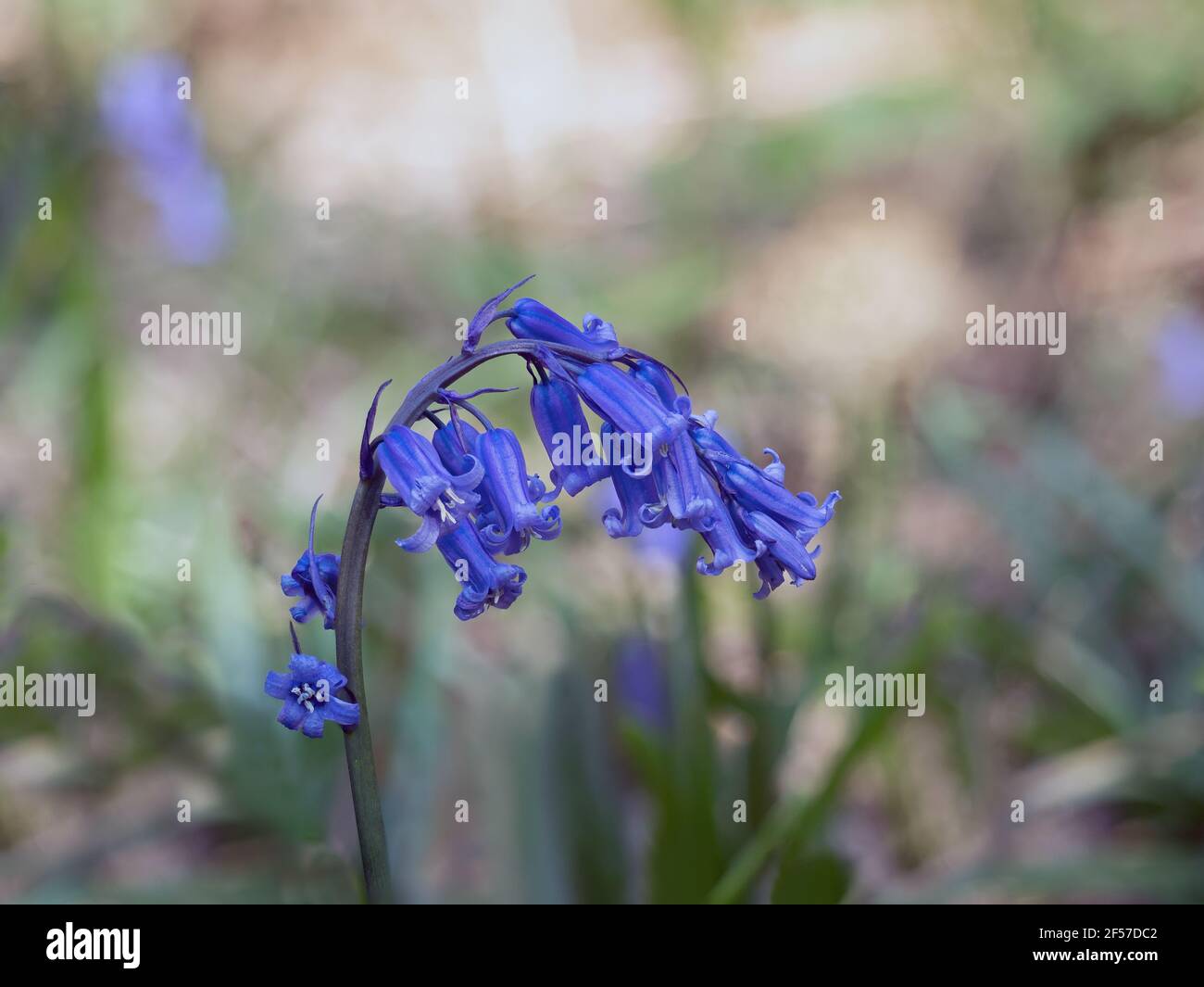 Native English Bluebells in shady Sussex woodland Stock Photo - Alamy