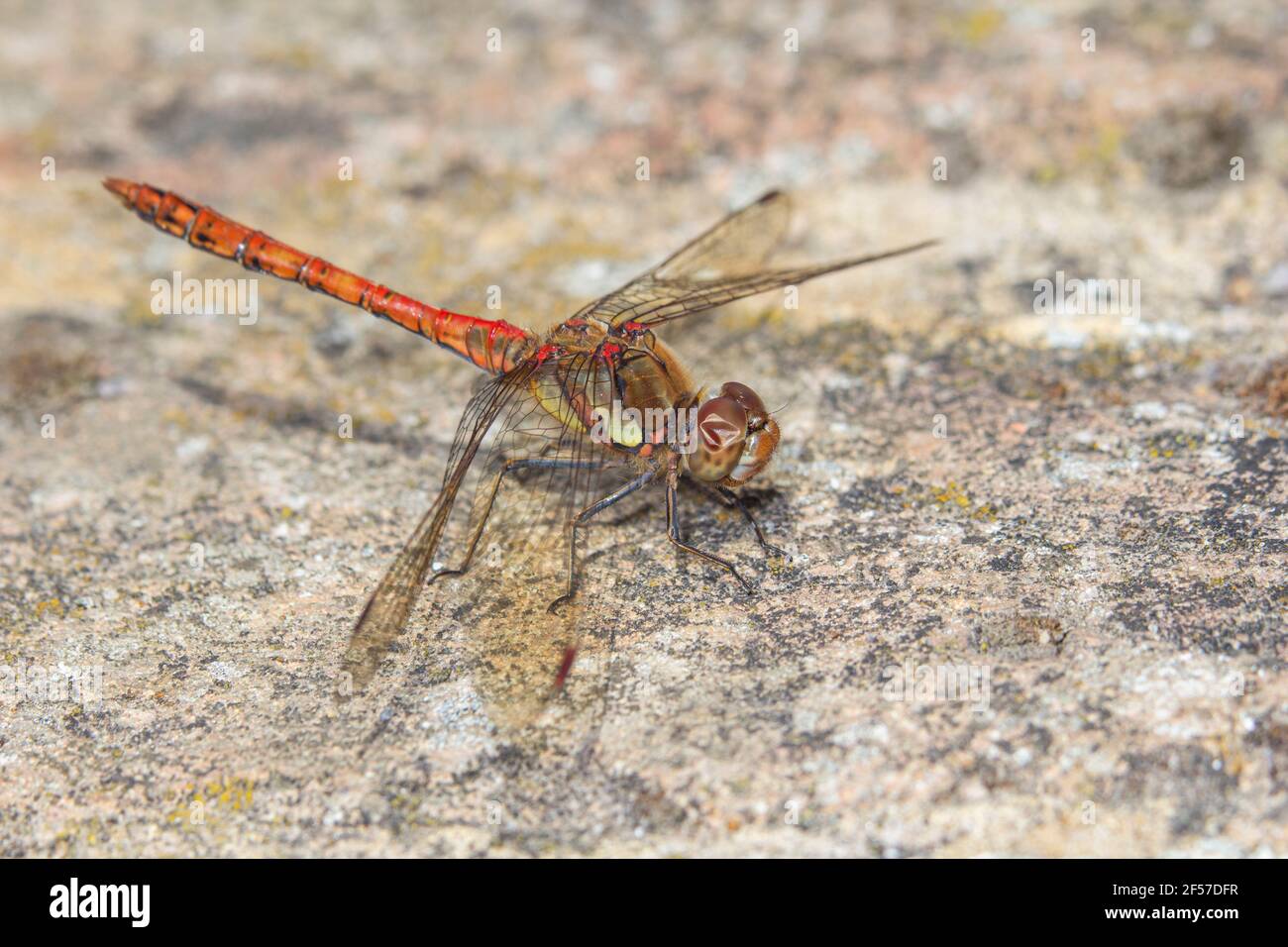 Orange Darter Dragonfly Resting in the Sun Stock Photo - Alamy