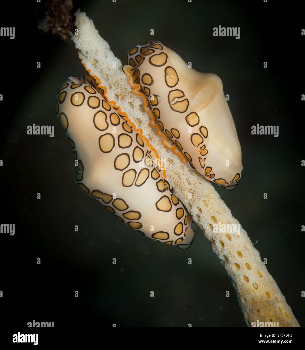 Flamingo Tongue snail (Cyphoma gibbosum) on the reef off the Caribbean ...