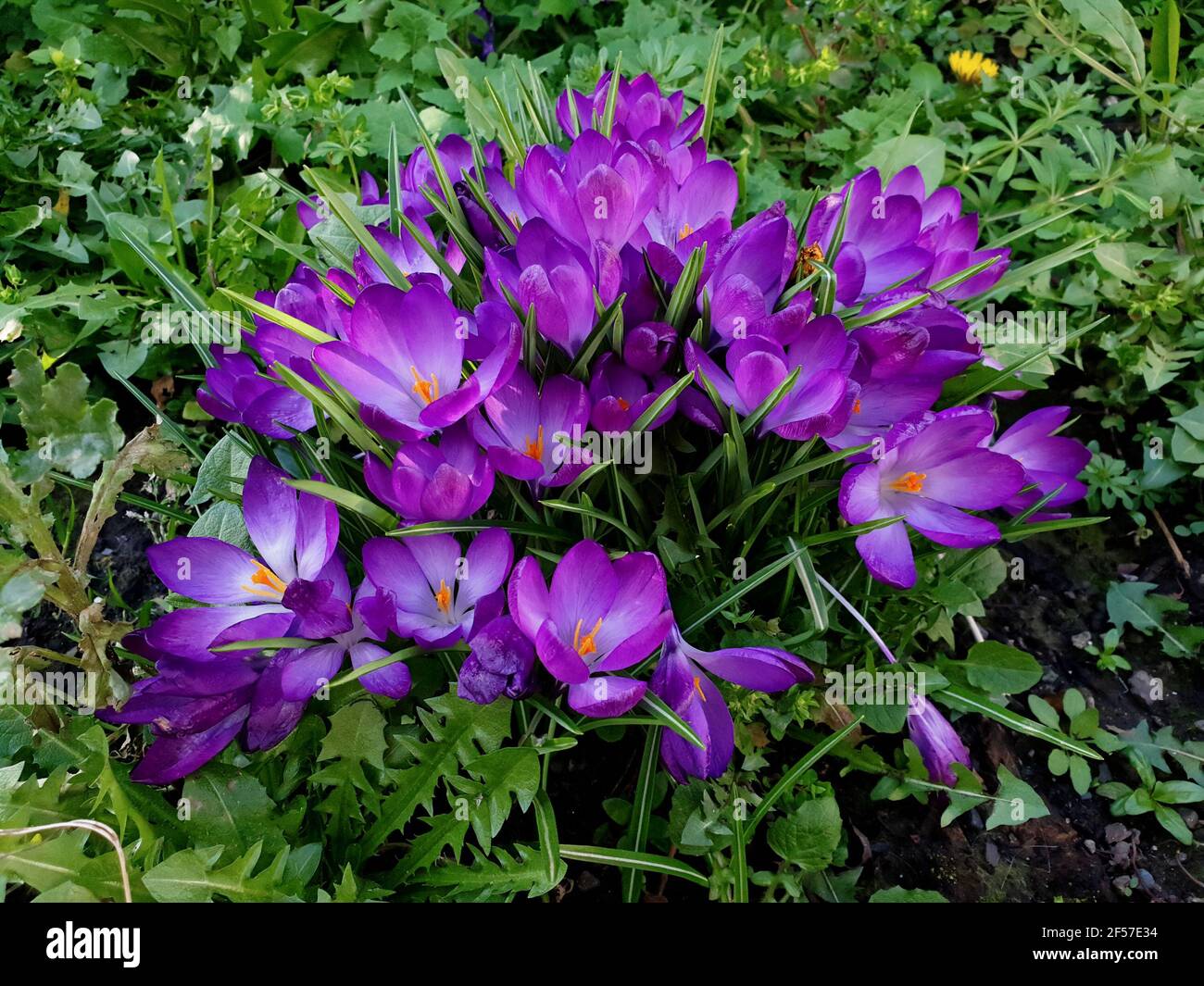 High angle shot of blooming Crocus flowers in the greenery Stock Photo ...