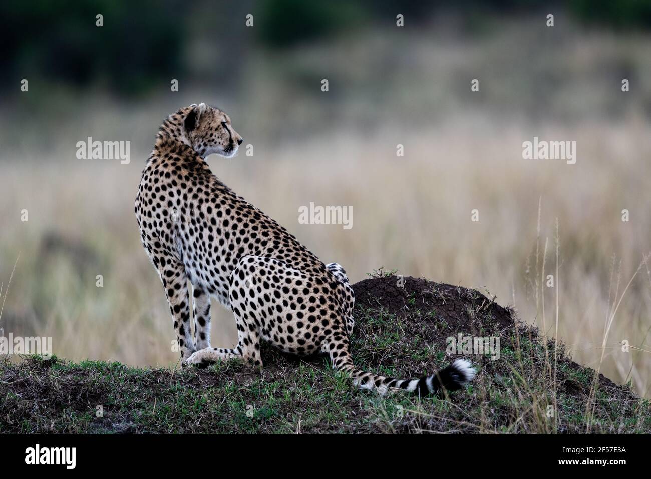 Back view of an amazing cheetah in a savannah looking aside Stock Photo ...