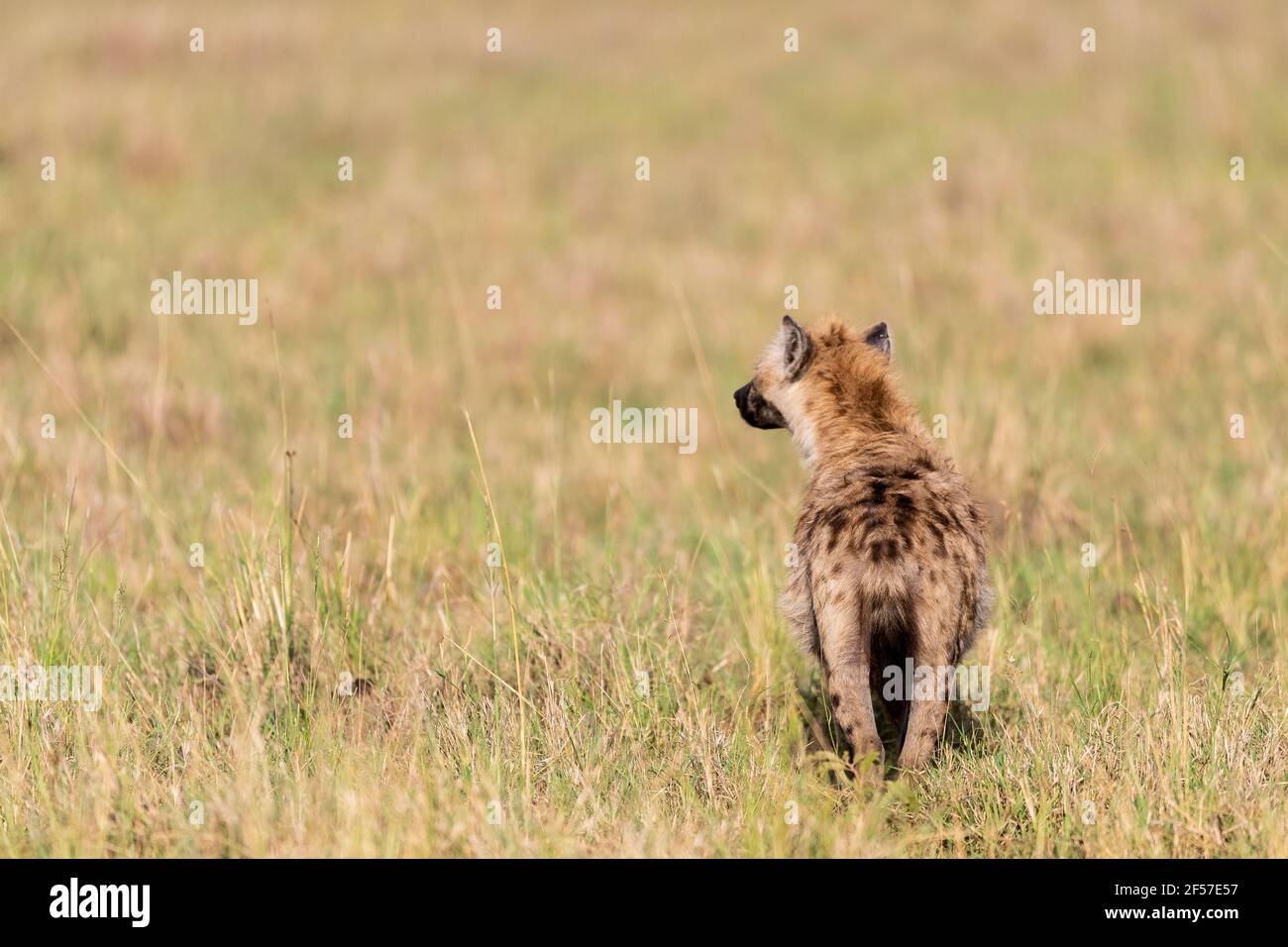 Back view of a hyena cub in the savannah Stock Photo - Alamy