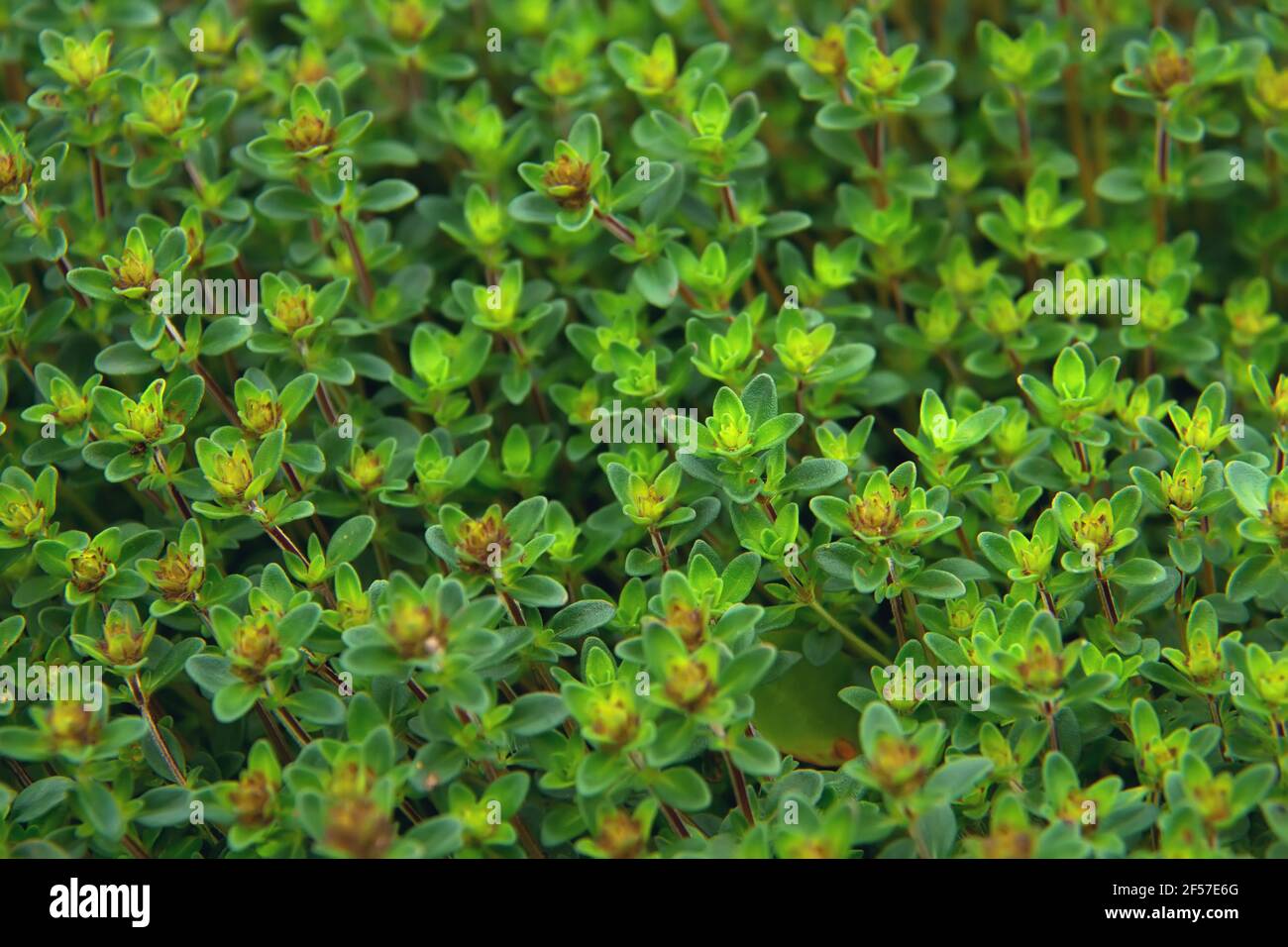 Thymus (thyme) in a summer meadow. Nature background close-up Stock ...