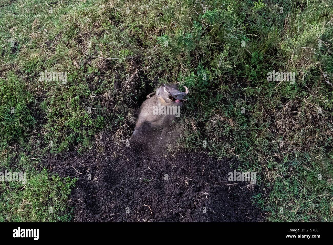 Top view of a small African warthog in green grass in a savannah Stock ...