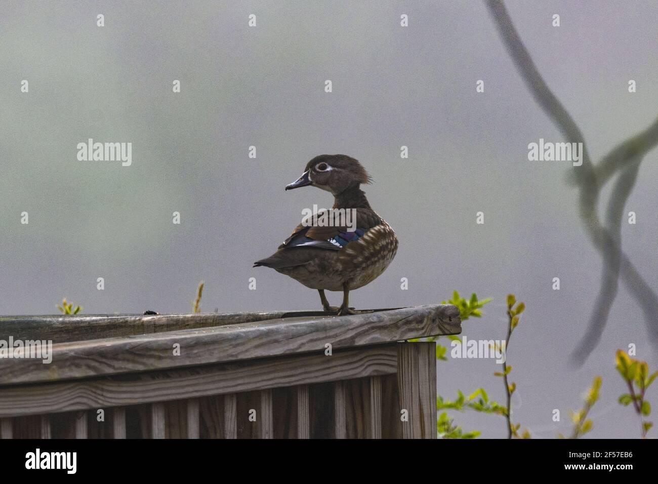 Closeup shot of a little Wood duck at the top of the roof Stock Photo ...