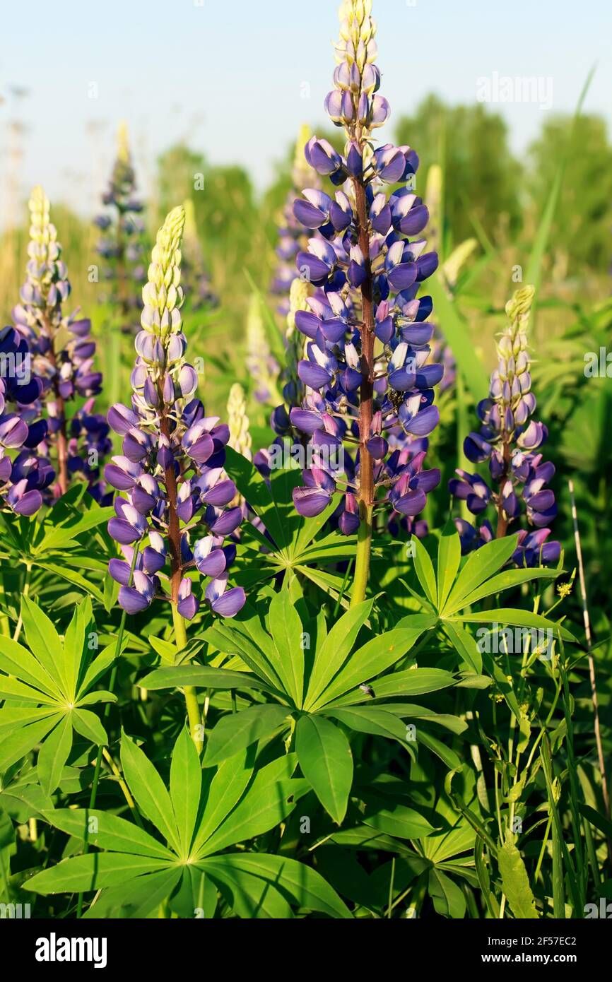 Lupinus (lupin or lupine) against a blue sky. Summer meadow in bloom ...