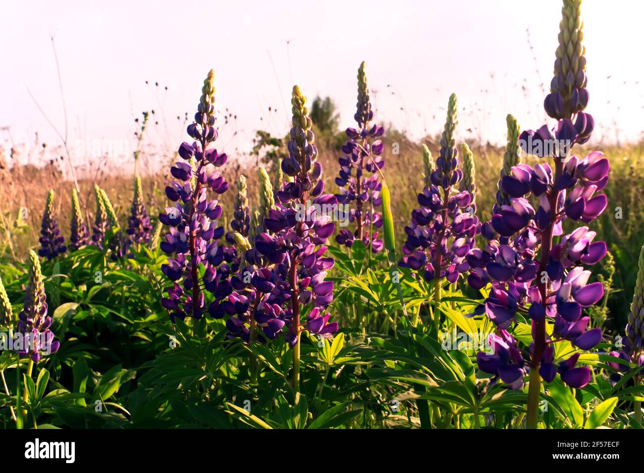 Pink violet purple flowers of lupinus hi-res stock photography and ...