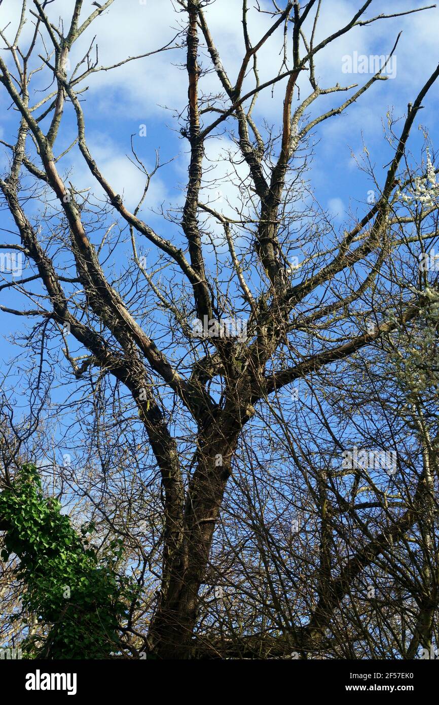 OLD DYING OAK TREE MARCH 2021 Stock Photo - Alamy