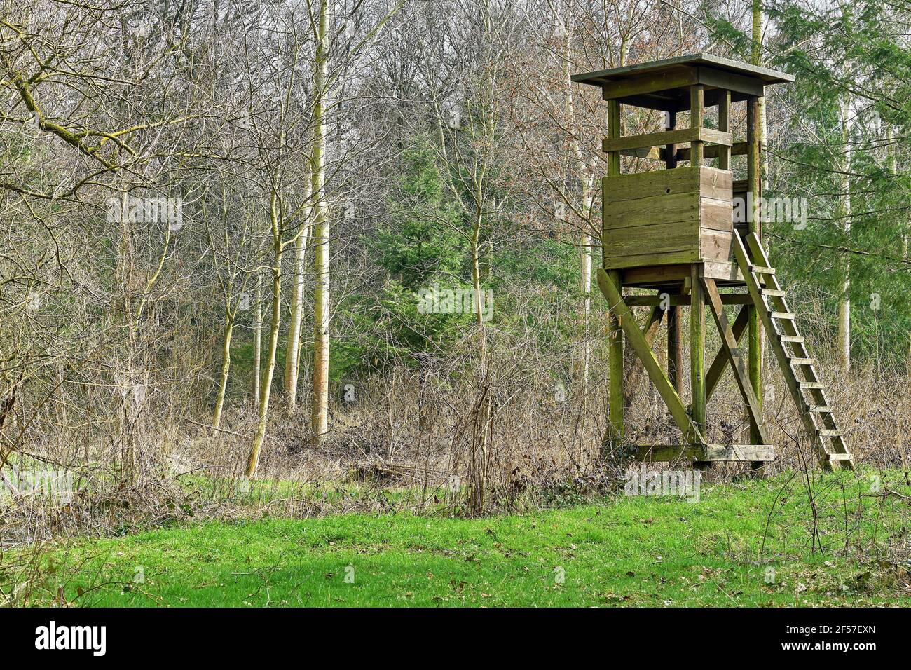 Wooden lookout tower for hunting in spring Stock Photo - Alamy