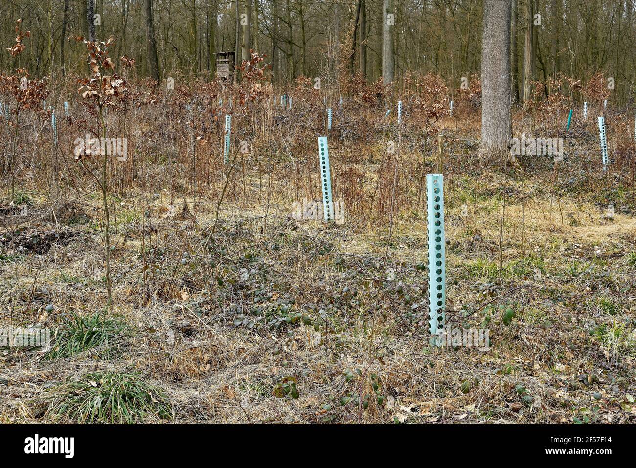 Tree seedlings in protective tubes, Germany Stock Photo - Alamy