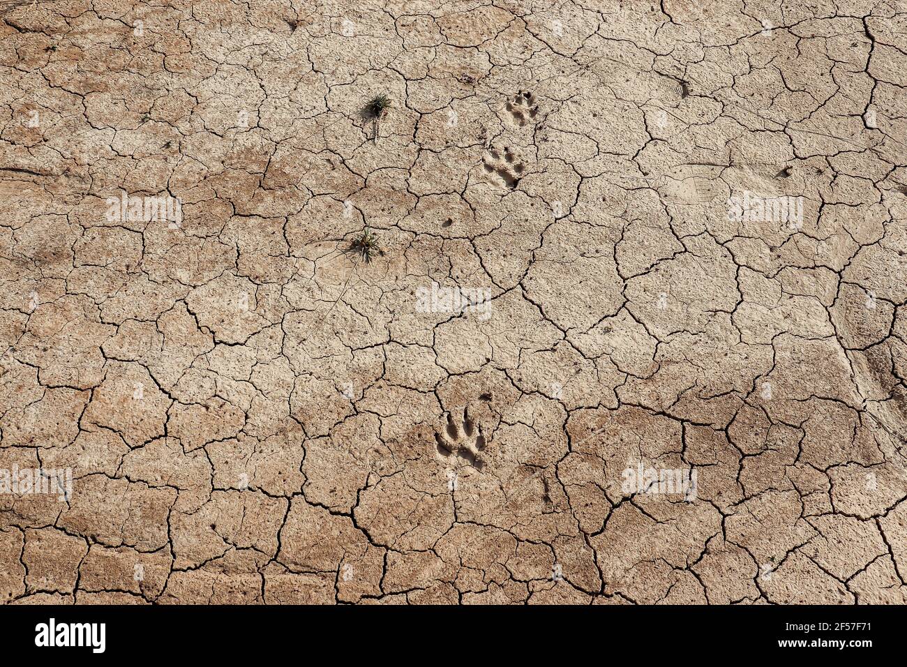 Footprints in the mud Stock Photo - Alamy