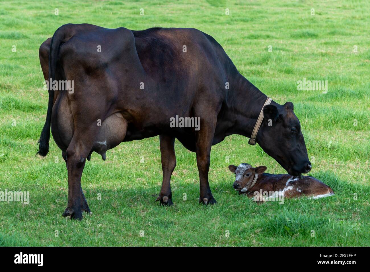 Female cow hi-res stock photography and images - Alamy
