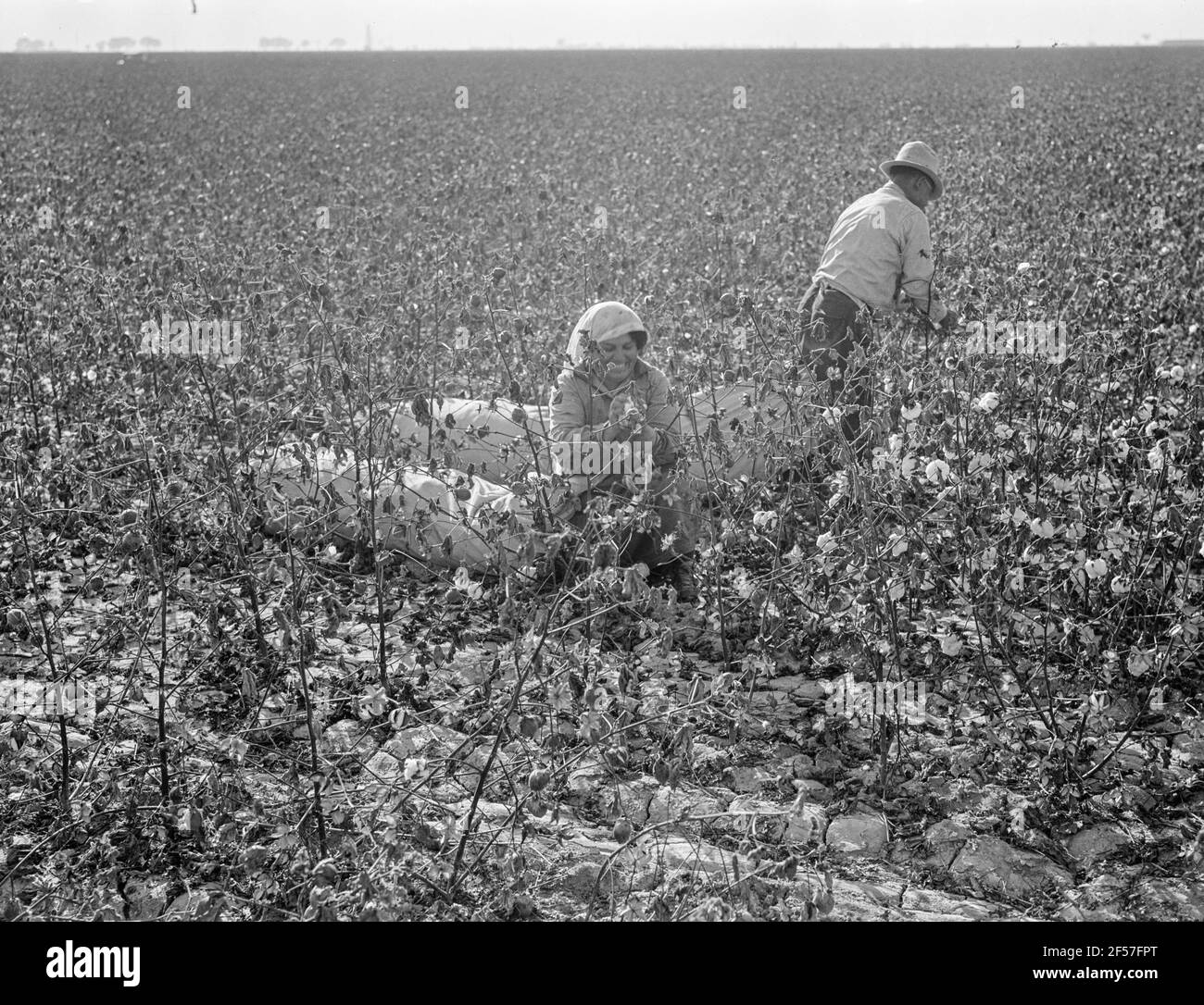 Cotton pickers. Southern San Joaquin Valley, California. November 1936 ...