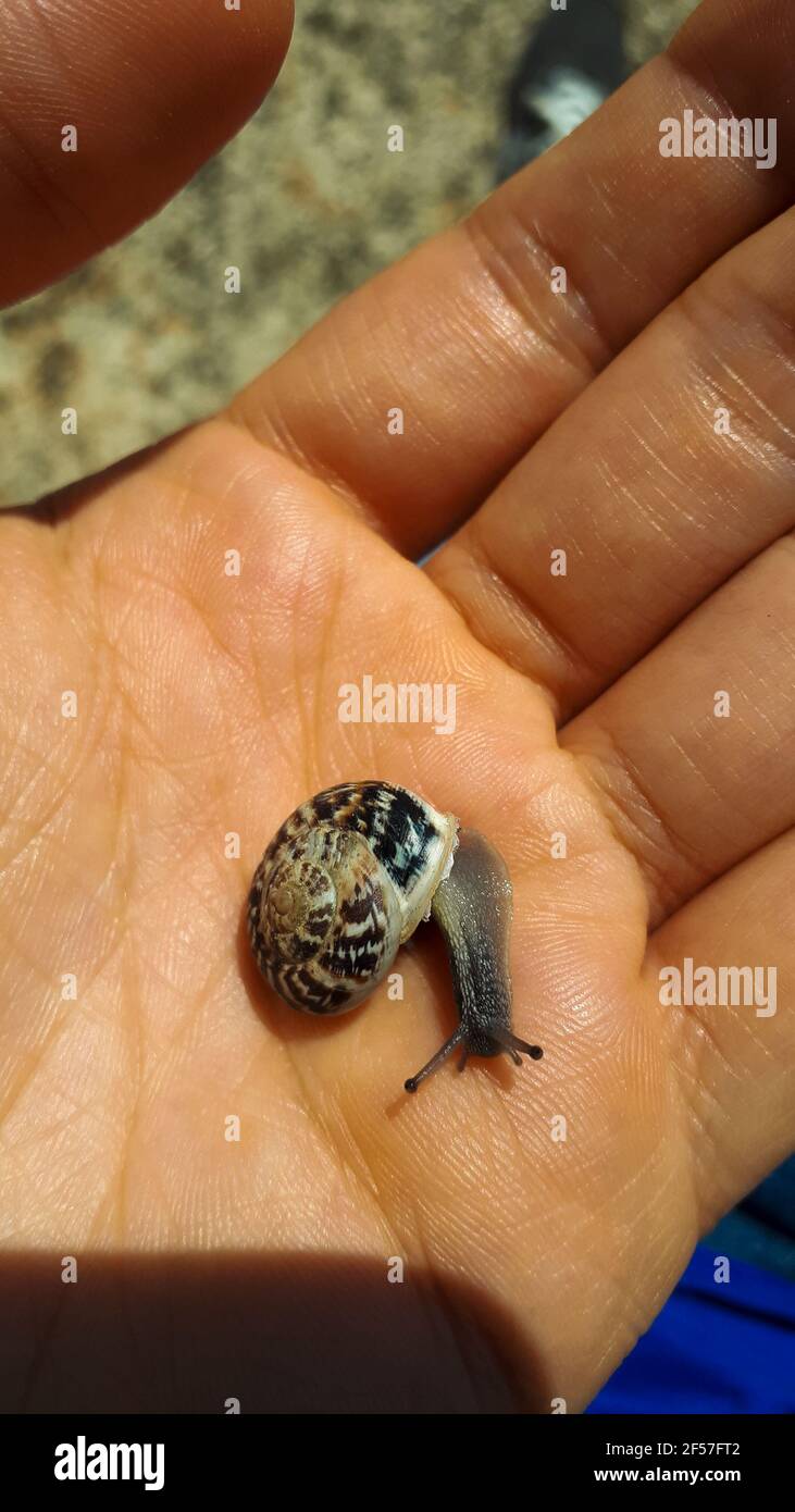 Top view of a Giant African land snail in a human hand Stock Photo - Alamy