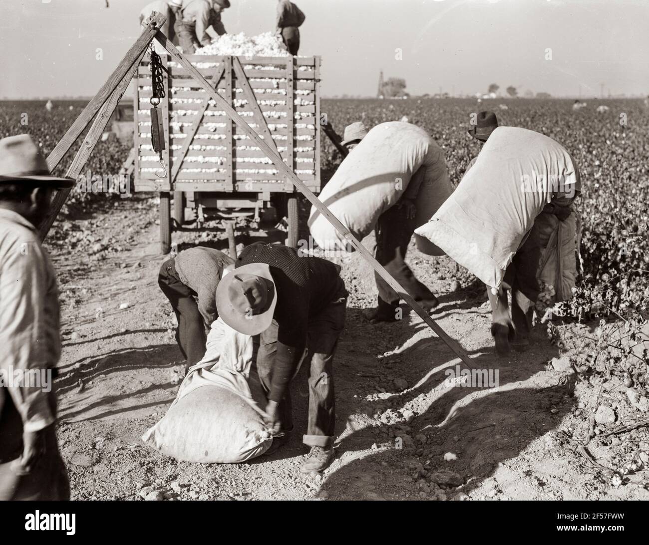 Cotton pickers bringing in their "pick" to be weighed. They receive one ...
