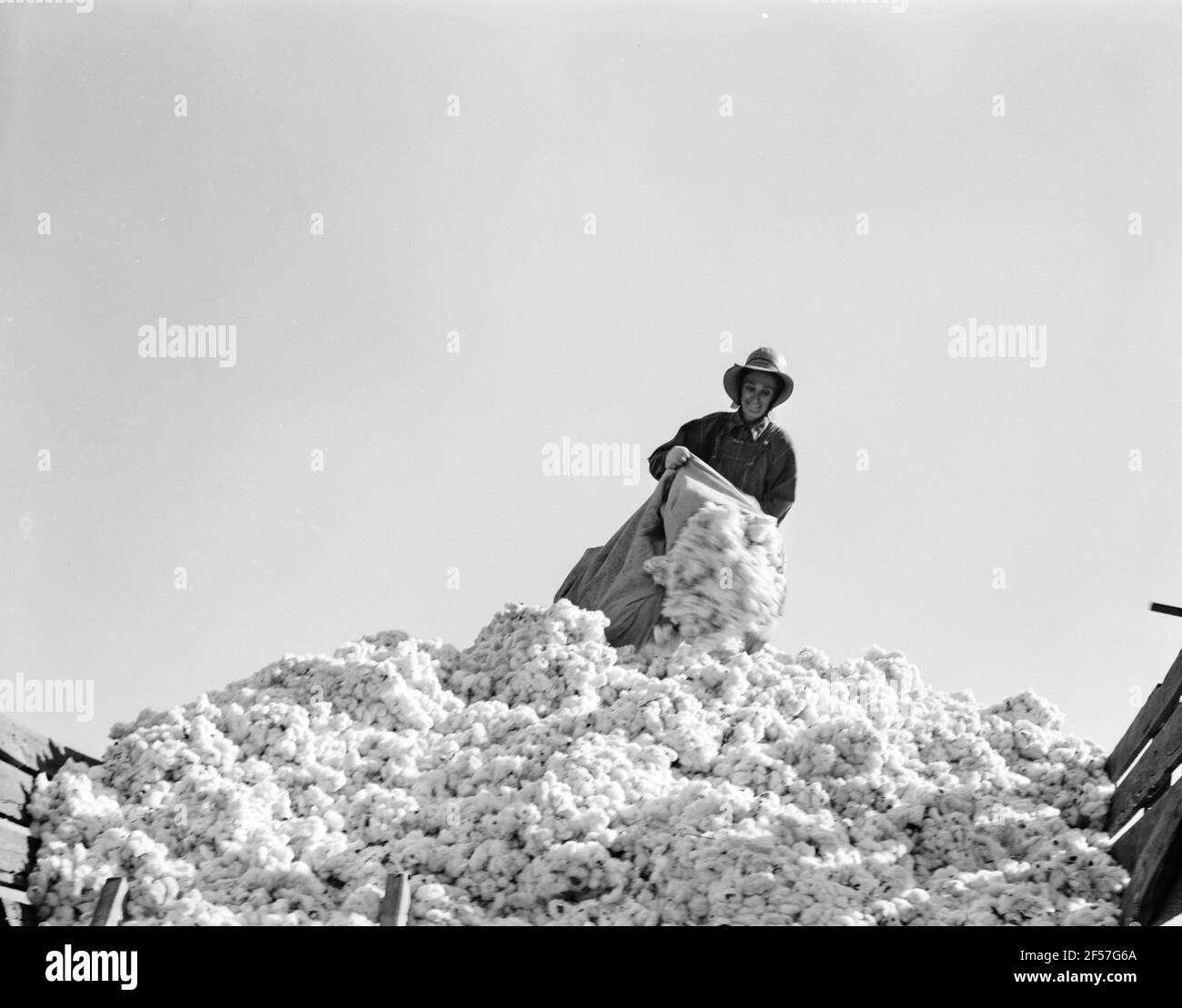 Loading cotton. Southern San Joaquin Valley, California. November 1936 ...