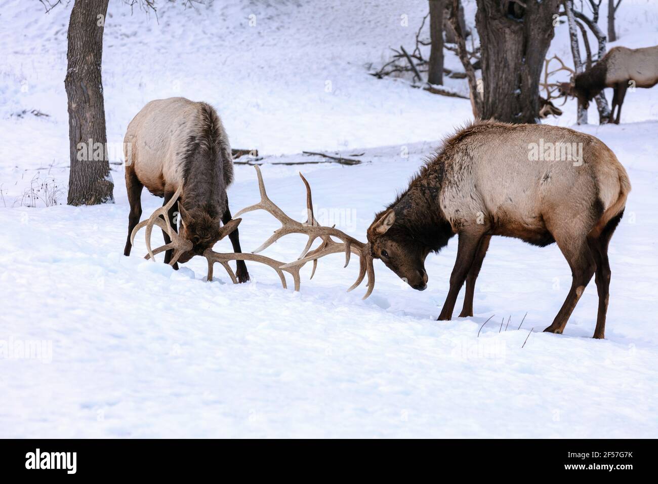 Wapiti, Bull Elk sparring, fighting behavior, (Cervus canadensis ...