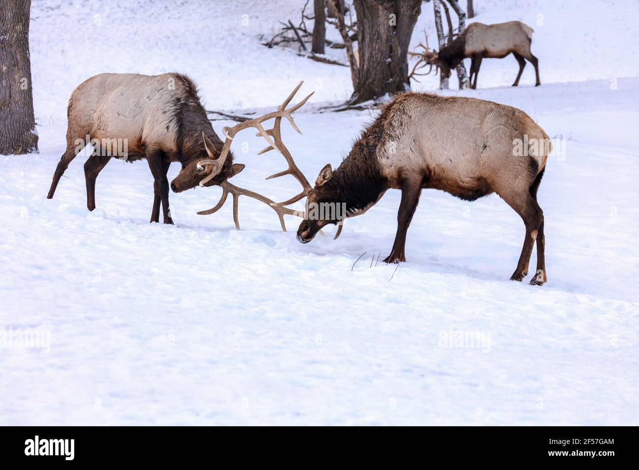 Wapiti, Bull Elk sparring, fighting behavior, (Cervus canadensis ...
