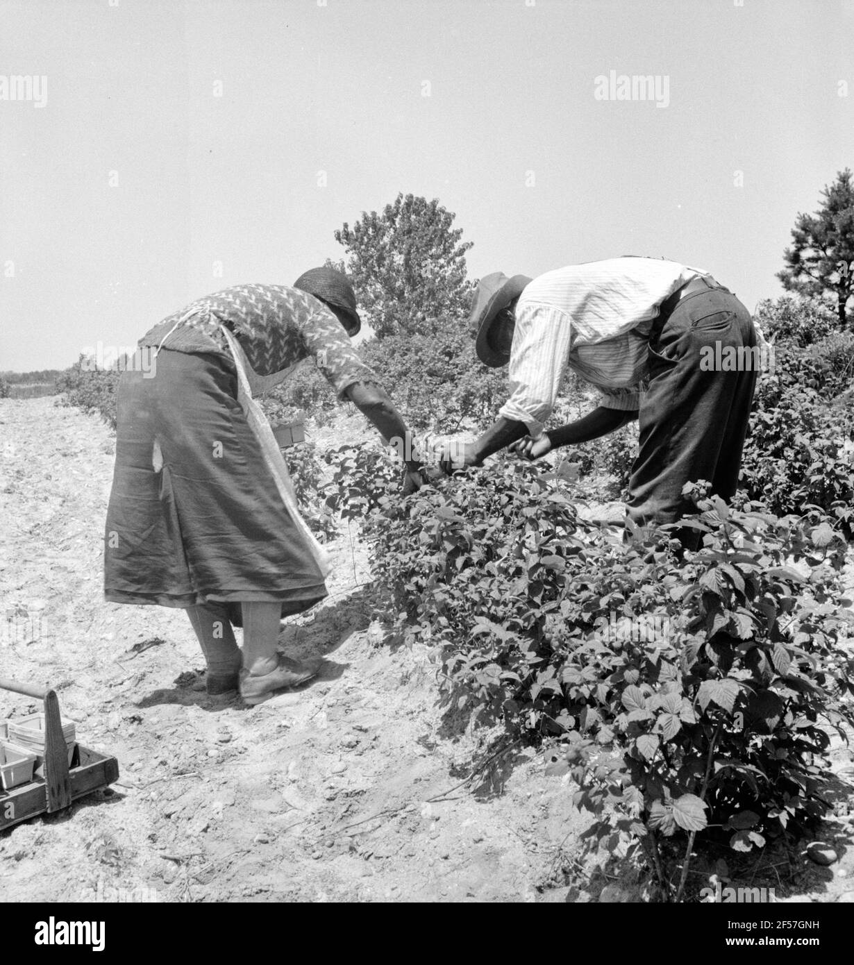 Berry pickers Black and White Stock Photos & Images - Alamy