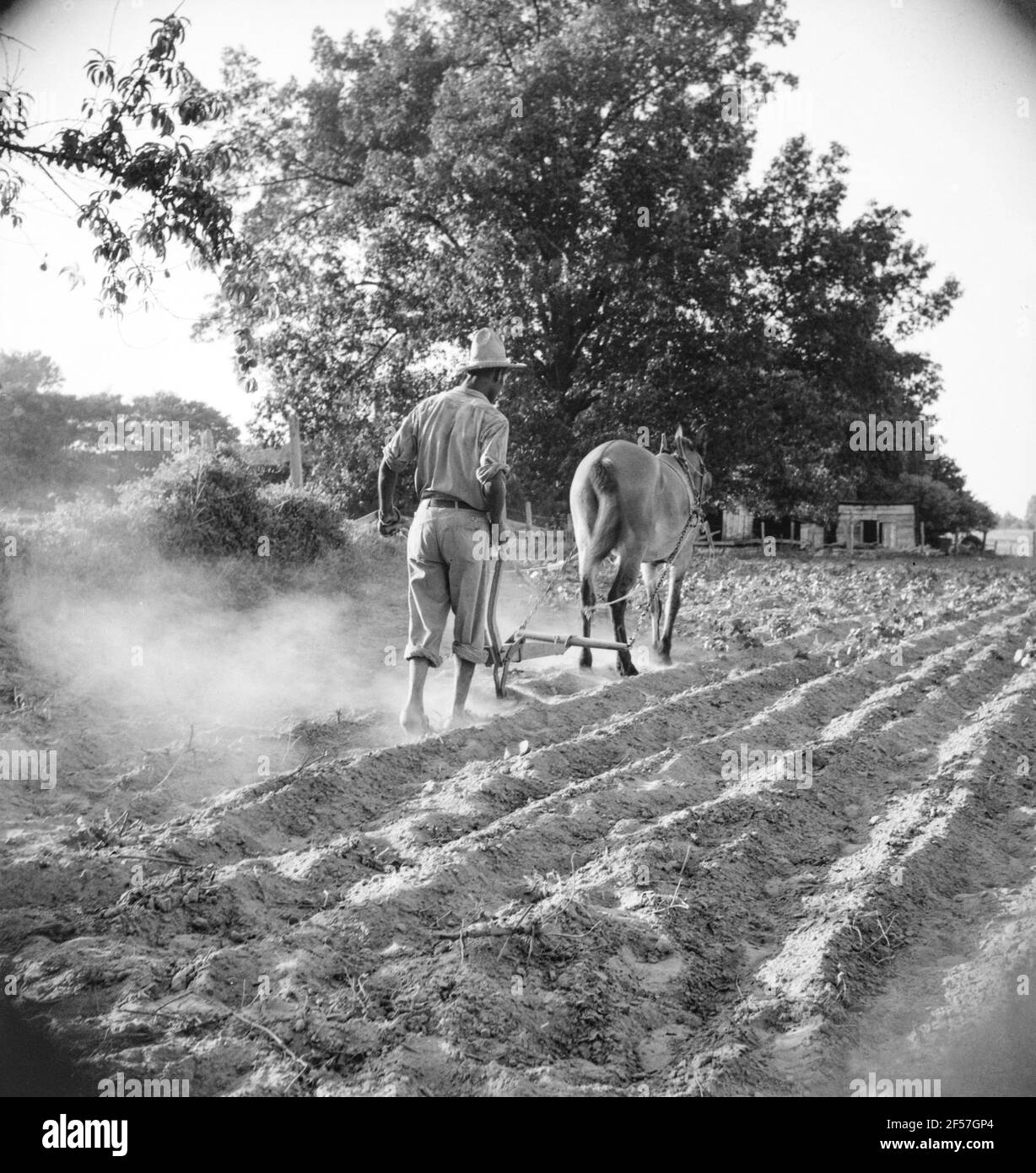 Plowboy in Alabama earns seventy-five cents daily. June 1936 ...