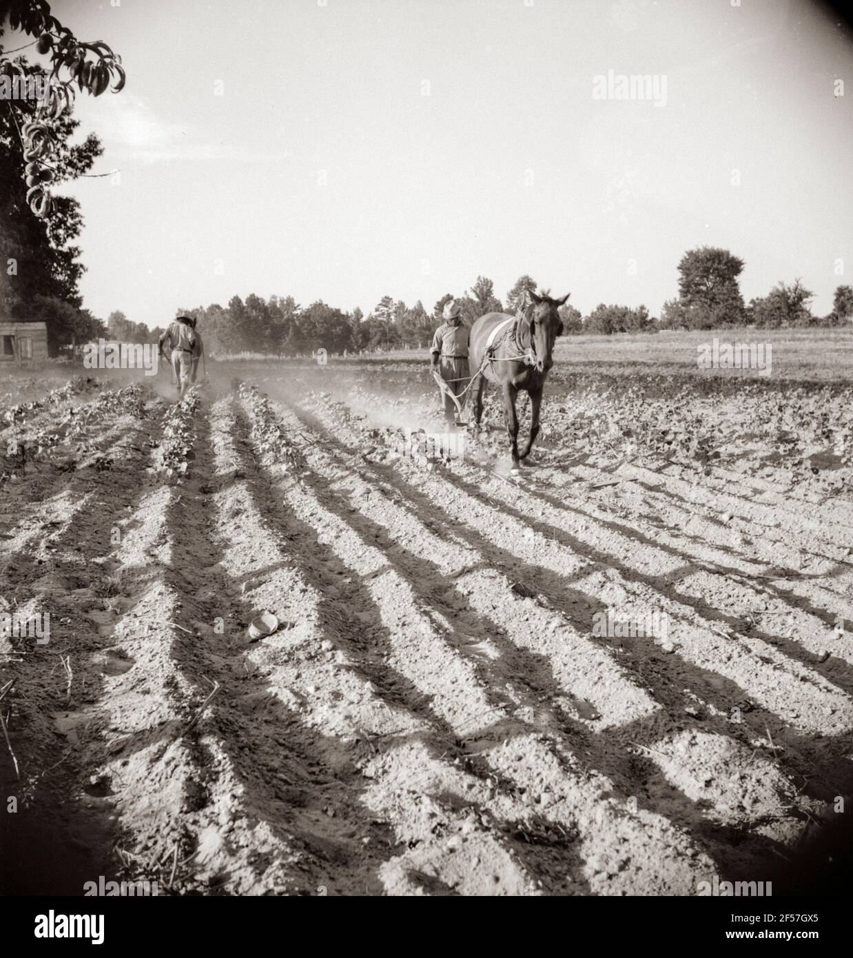 Plowboy in Alabama earns seventy-five cents daily. June 1936 ...