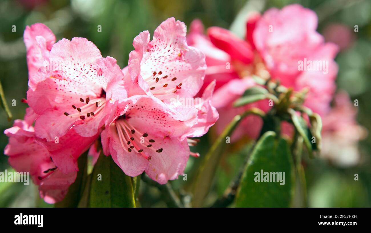Beautiful red colored flower of rhododendron Stock Photo - Alamy