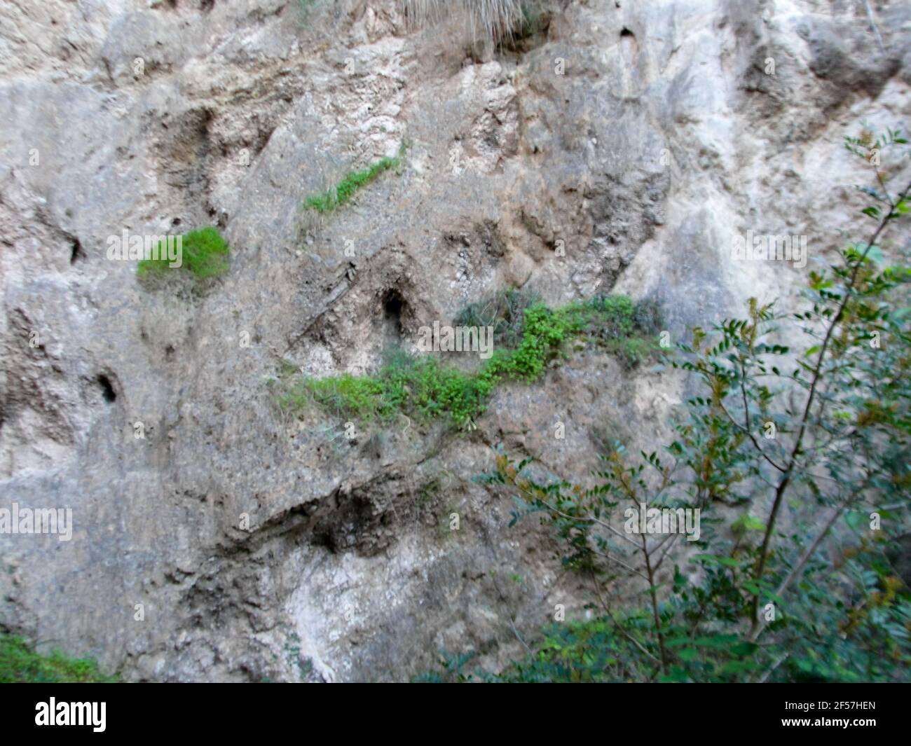 natural stone wall texture with vertical garden Stock Photo - Alamy
