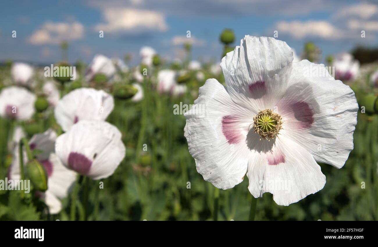 Detail of flowering opium poppy in Latin papaver somniferum, poppy ...