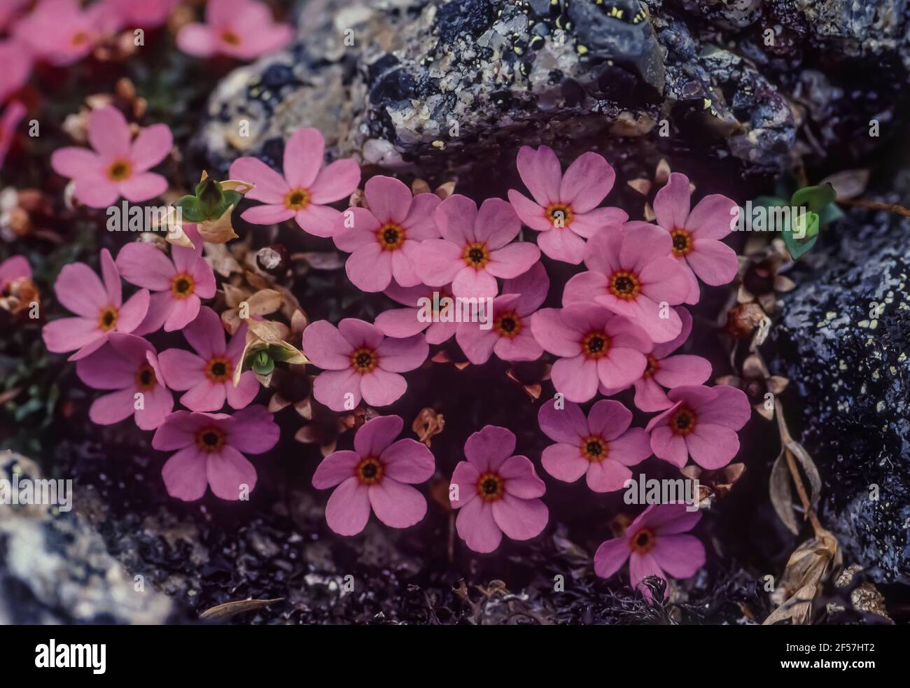 Alaska Dwarf-Primrose, Douglasia ochotensis, flowering among rocks in ...